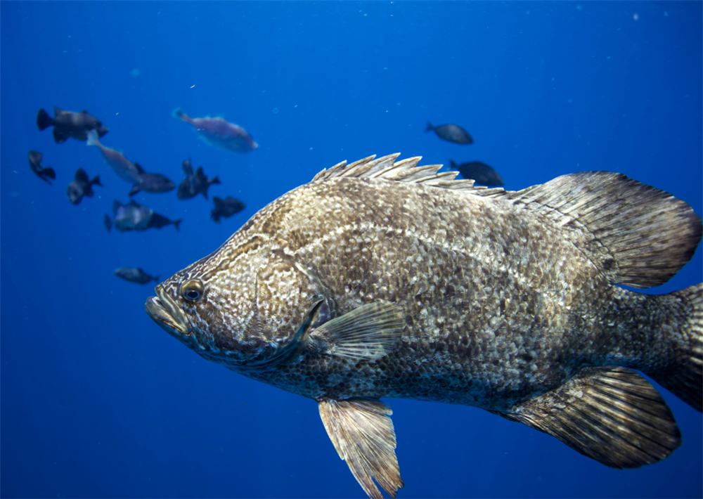 TACO Marine | 2023 Texas Insider Fishing Report Ep 13 - Red-y For ...